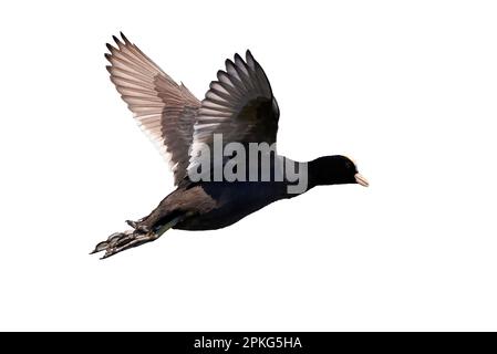 coot isolated on white background Stock Photo - Alamy