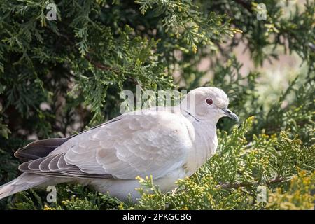 A singe Eurasian collared dove or Streptopelia decaocto sitting on the ...