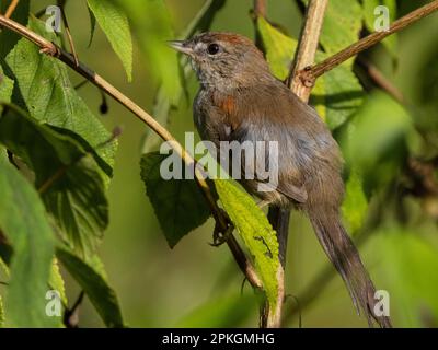 Pale-breasted spinetail, (Synallaxis albescens), La Gamba, Costa Rica ...