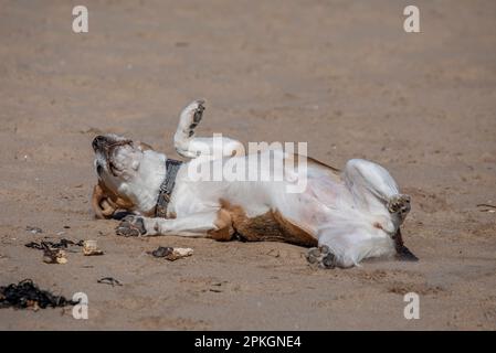 Beagle rolling on the beach Stock Photo - Alamy