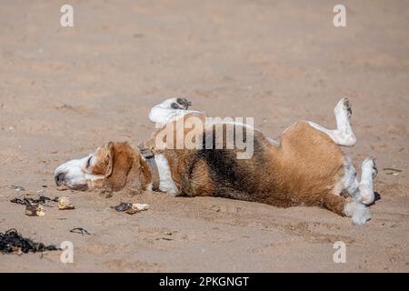 Beagle rolling on the beach Stock Photo - Alamy