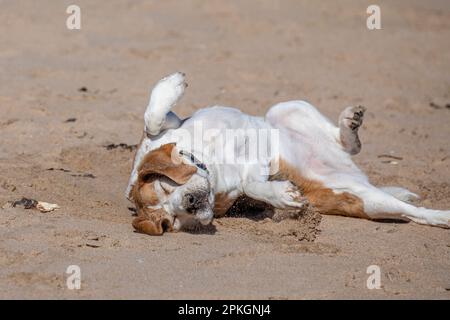 Beagle rolling on the beach Stock Photo - Alamy