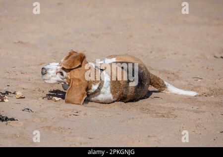 Beagle rolling on the beach Stock Photo - Alamy