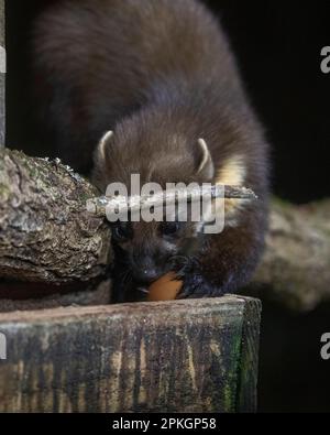 Pine Marten stealing an egg Stock Photo - Alamy