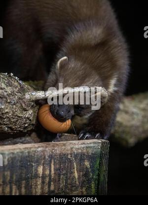 Pine Marten stealing an egg Stock Photo - Alamy