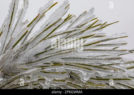 Red Pine, Pinus resinosa, after an ice storm in March in central ...