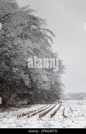 Hedgerow after an ice storm in March in central Michigan, USA Stock ...