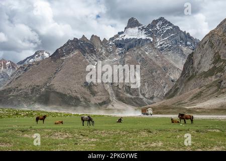 Horses and foals in the mountains of Zanskar, Ladakh, India Stock Photo ...