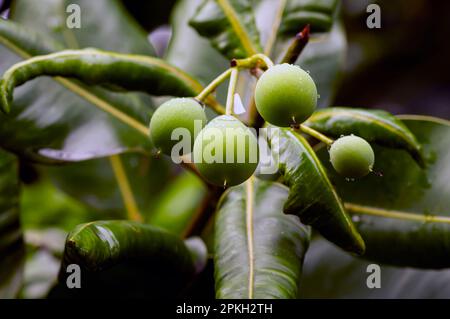 Nyamplung, Calophyllum inophyllum seeds and leaves, commonly called ...