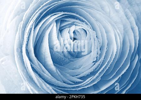Beautiful light blue ranunculus flower on white background Stock Photo ...