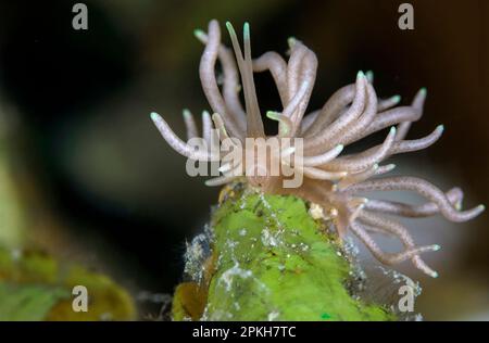 nudibranch, Phyllodesmium briareum, Romblon, Philippines, Pacific Ocean ...