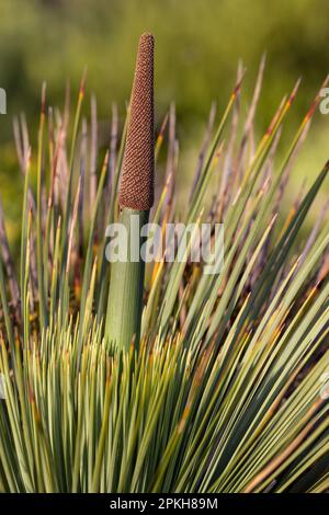 Oval Grass Tree with new flower spike Stock Photo - Alamy