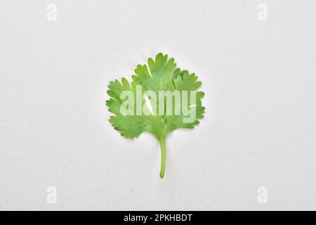 Single leaf of corinder on white background Stock Photo - Alamy