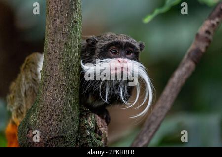 Emperor tamarin sitting on a tree branch at the Como Park Zoo and ...