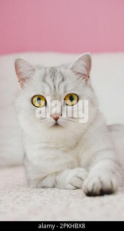 A vertical shot of a cute fluffy cat in a park looking into the camera ...