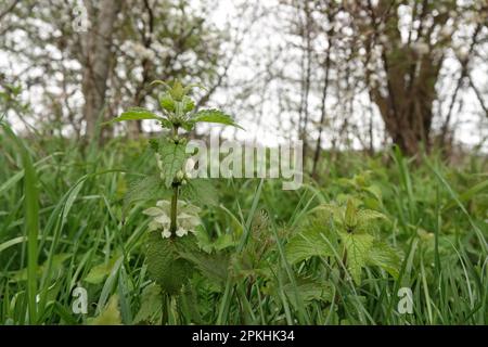 A low angle closeup of a green Nettle plant growing in a garden Stock ...