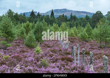 Scottish Heather in full bloom near Aviemore Stock Photo - Alamy
