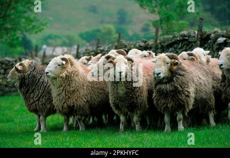 Domestic Sheep, Herdwick rams, flock at annual tup sale, Broughton in ...