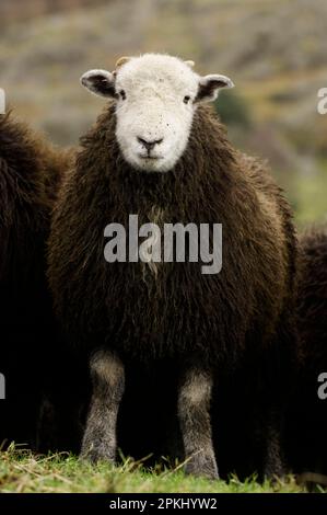 Domestic Sheep, Herdwick wether lamb, close-up of head, on hill farm ...