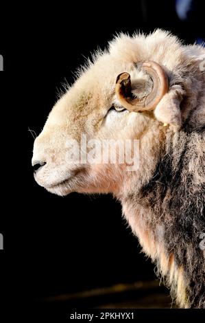 Domestic Sheep, Herdwick ram, close-up of head, coloured by raddle ...