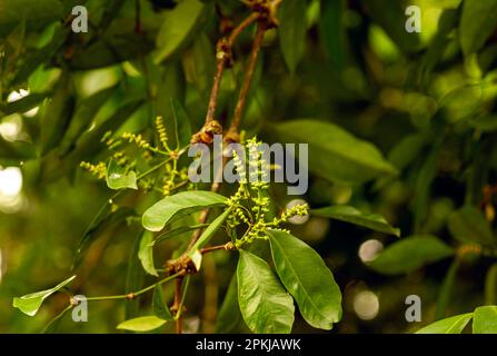 Melinjo, Gnetum gnemon young fruits on the tree, shallow focus Stock ...