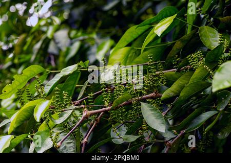 Melinjo, Gnetum gnemon young fruits on the tree, shallow focus Stock ...