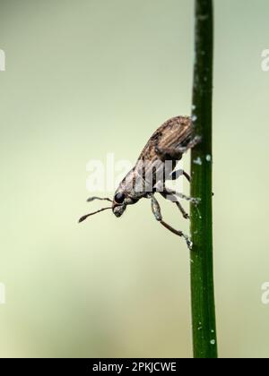 Beautiful weevil on Wild Plants Stock Photo - Alamy