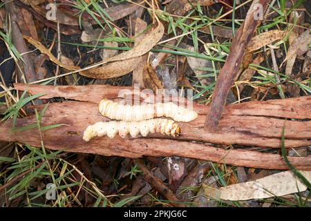 The Bardi grub lives in tunnels in the ground and adults pupate into ...