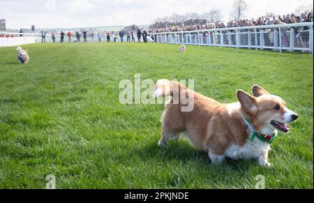 Participants take part in the Corgi Derby at Musselburgh Racecourse ...