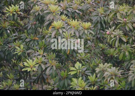 Sapodilla , Manilkara tree Stock Photo - Alamy
