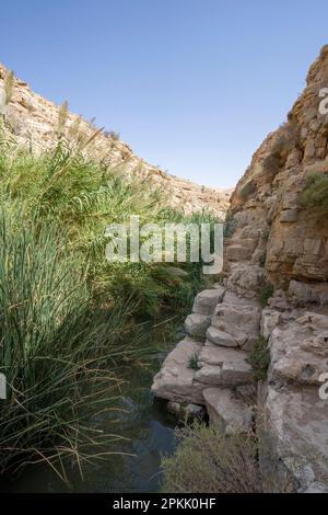 Reeds grow by the water on the bottom of the Prat brook canyon in the ...