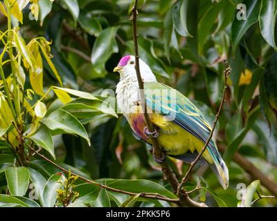 Cook islands Fruit-dove, Ptilinopus rarotongensis, a beautiful endemic ...