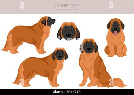 Leonberger clipart. Different poses, coat colors set. Vector ...