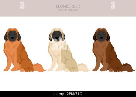 Leonberger clipart. Different poses, coat colors set. Vector ...