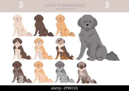 Lagotto Romagnolo clipart. Different poses, coat colors set. Vector ...