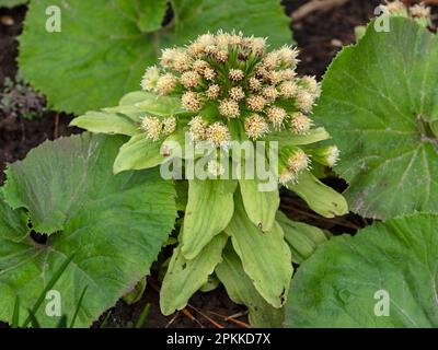 Japanese Giant Butterbur large leaves, Petasites japonicus giganteus ...
