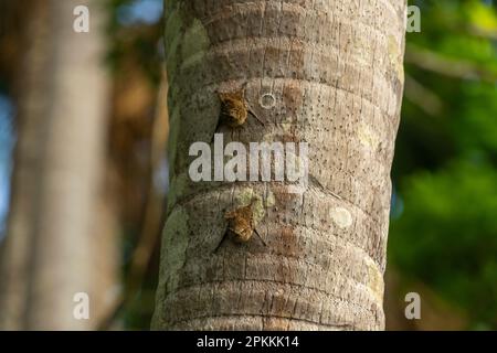 bats on a tree trunk, Tambopata National Reserve, Peru, Amazon Area ...
