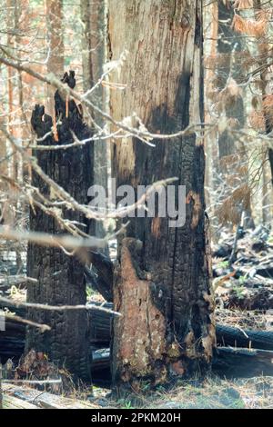 Fire-damaged forest boreal forests. Burnt boreal forests. Wildfire low ...