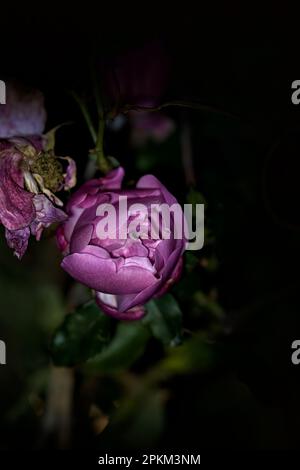 Pink roses in bloom seen up close under a direct light Stock Photo - Alamy