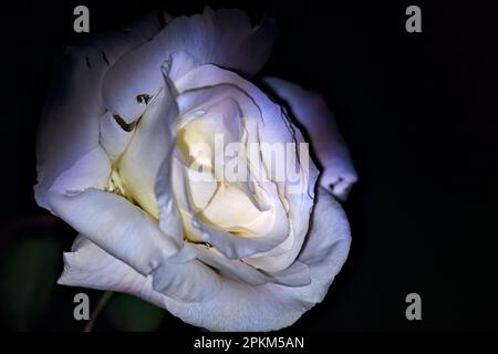 White rose in bloom under a direct light with black background seen up ...
