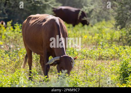cattle in the wild of Namibia Stock Photo - Alamy