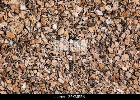 Illustration of background of organic dry calamus root. The Latin name ...