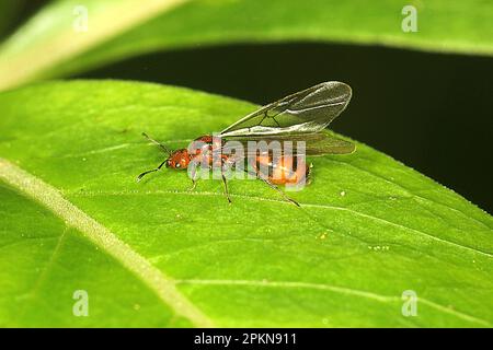 Southern ant (Chelaner antracticus Stock Photo - Alamy