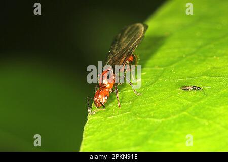 Southern ant (Chelaner antracticus Stock Photo - Alamy