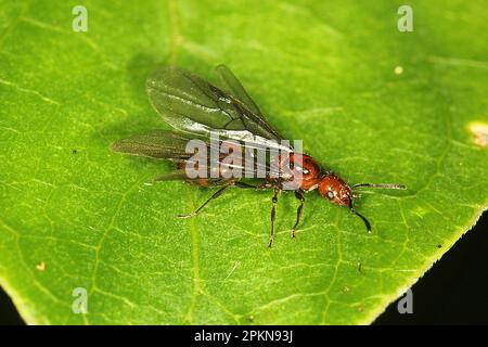 Southern ant (Chelaner antracticus Stock Photo - Alamy