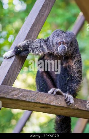 Monk Saki (Pithecia monachus) on La Isla de los Monos in Iquitos, Peru ...
