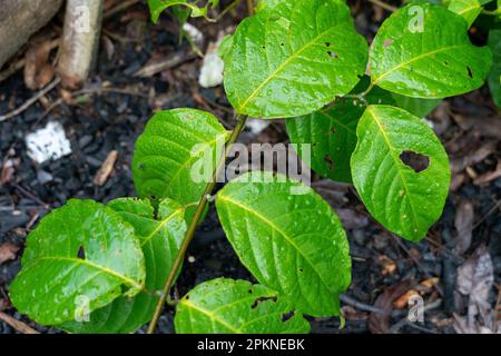 Ayahuasca (Banisteriopsis caapi) is boiled and distilled plant used in ...