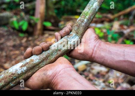 Ayahuasca (Banisteriopsis caapi) is boiled and distilled plant used in ...