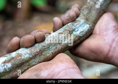 Ayahuasca (Banisteriopsis caapi) is boiled and distilled plant used in ...