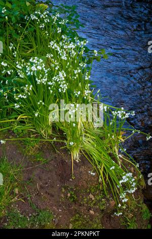 Wild garlic by Cornish stream Stock Photo - Alamy